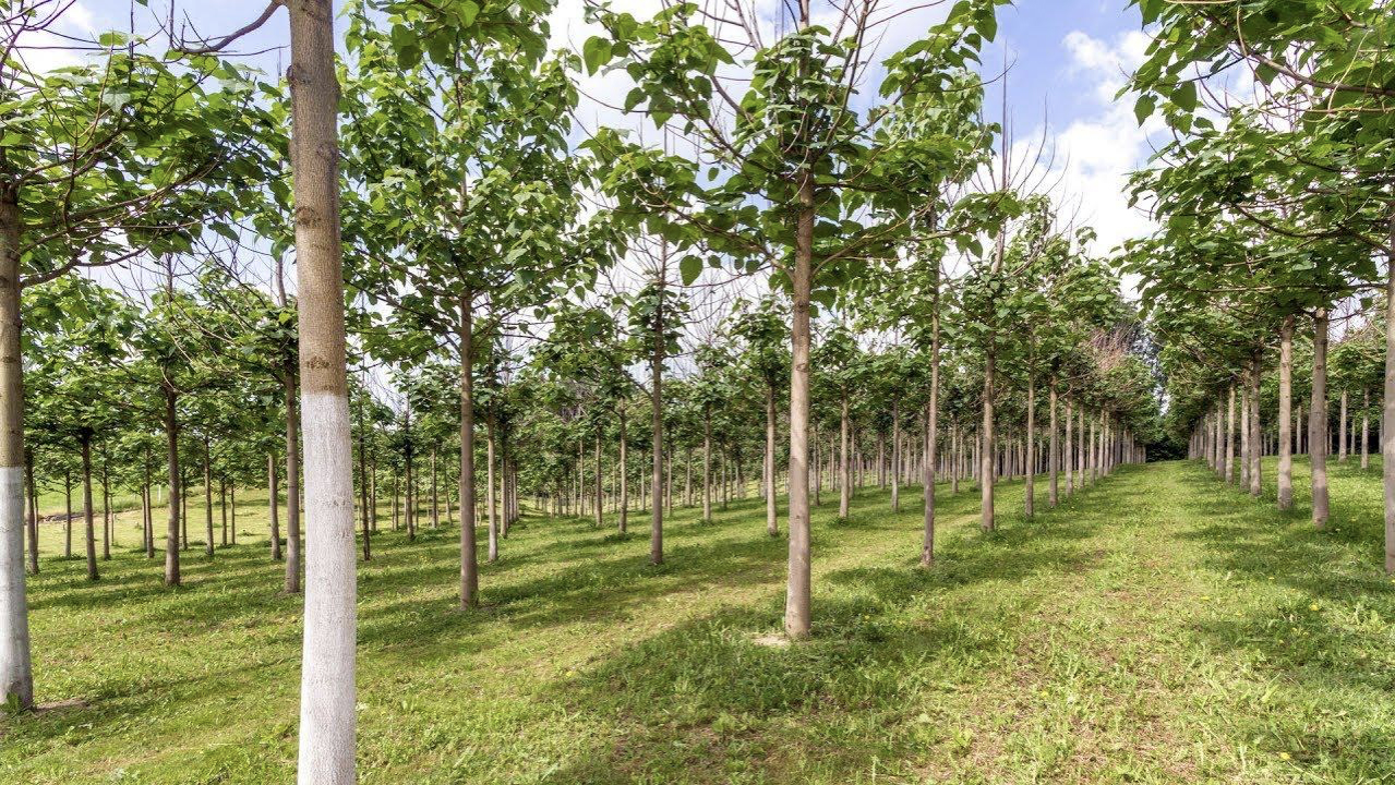 Right Tree, Right Location – Tāmata Hauhā