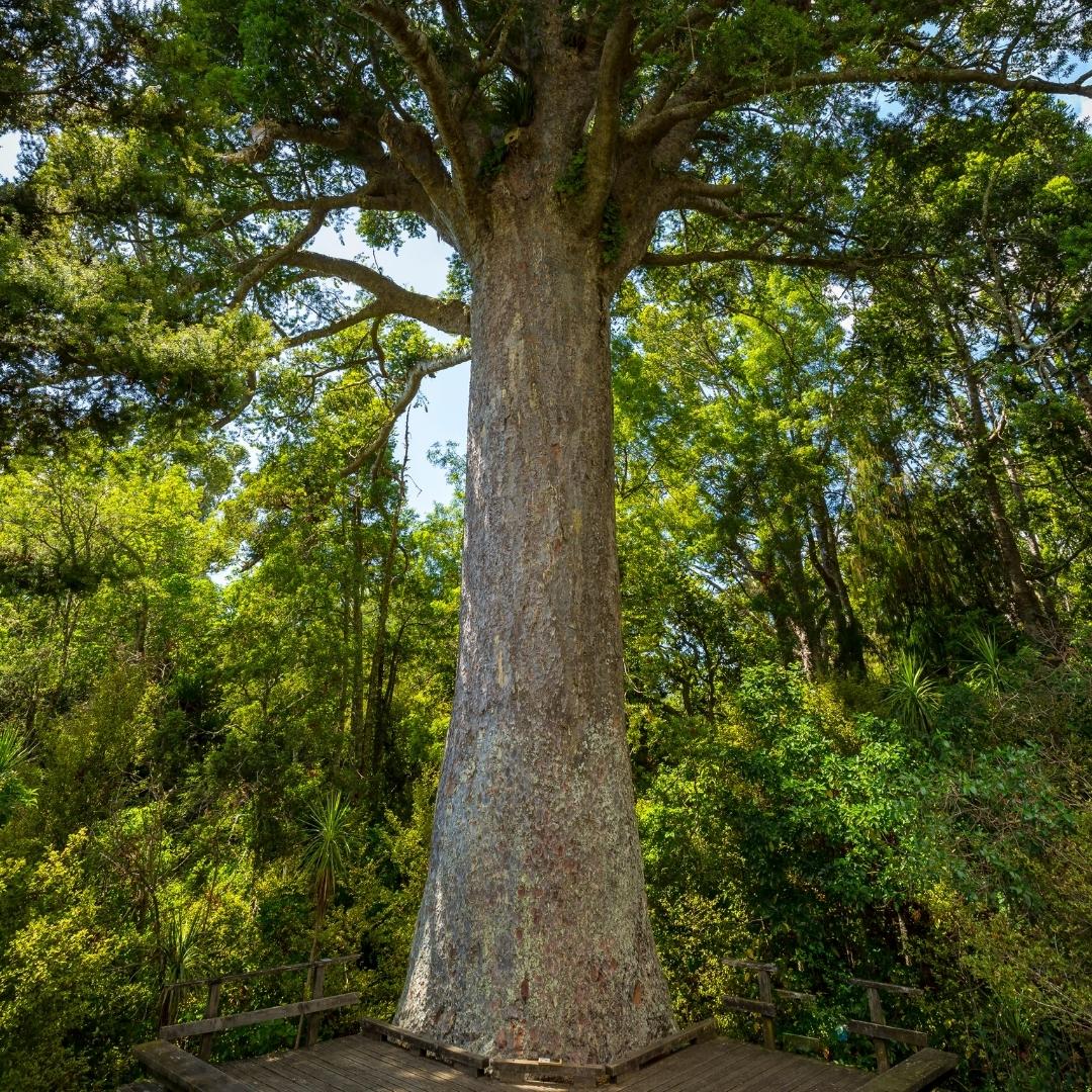 Right Tree, Right Location – Tāmata Hauhā