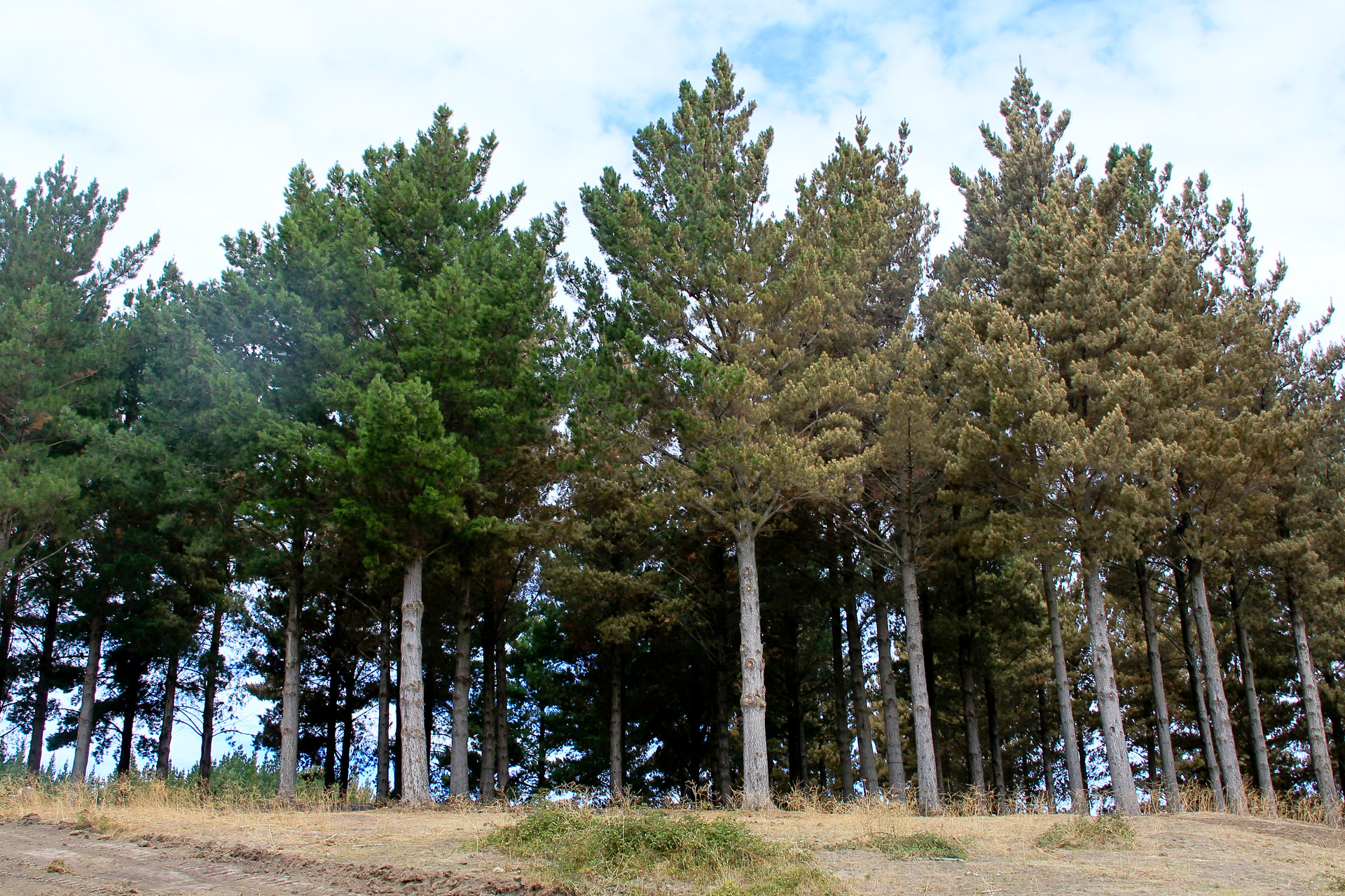 Right Tree, Right Location – Tāmata Hauhā