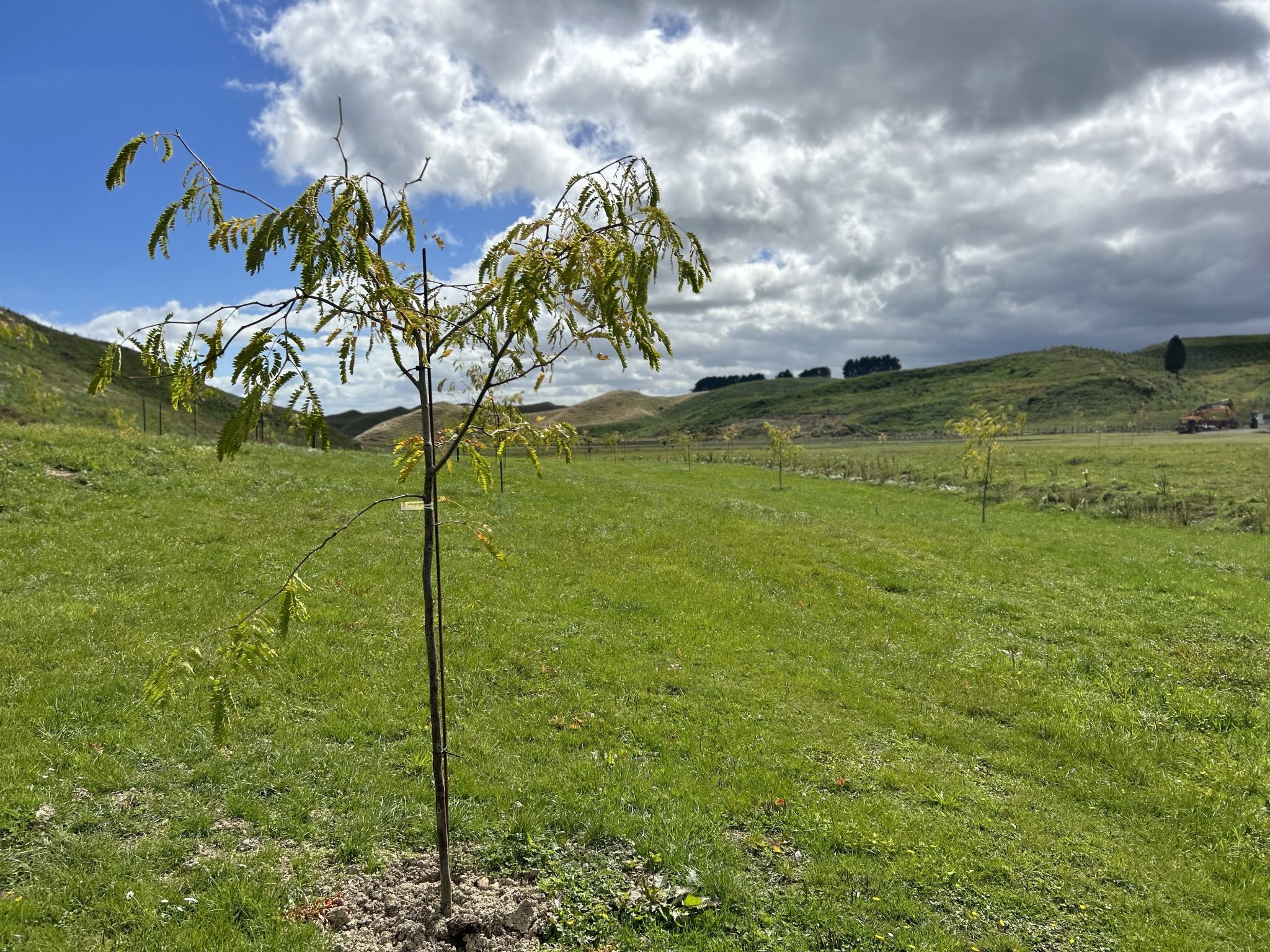 Honey Locusts – Tāmata Hauhā
